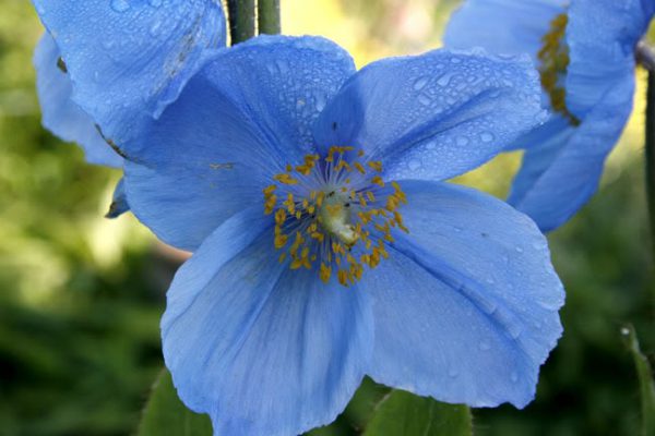 Giardini di Métis: paradiso dei fiori e del Papavero blu