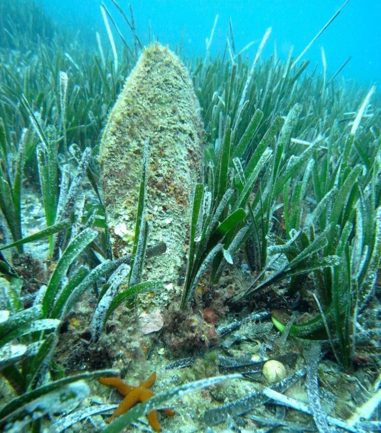 Pinna nobilis a rischio estinzione - Ambiente Quotidiano